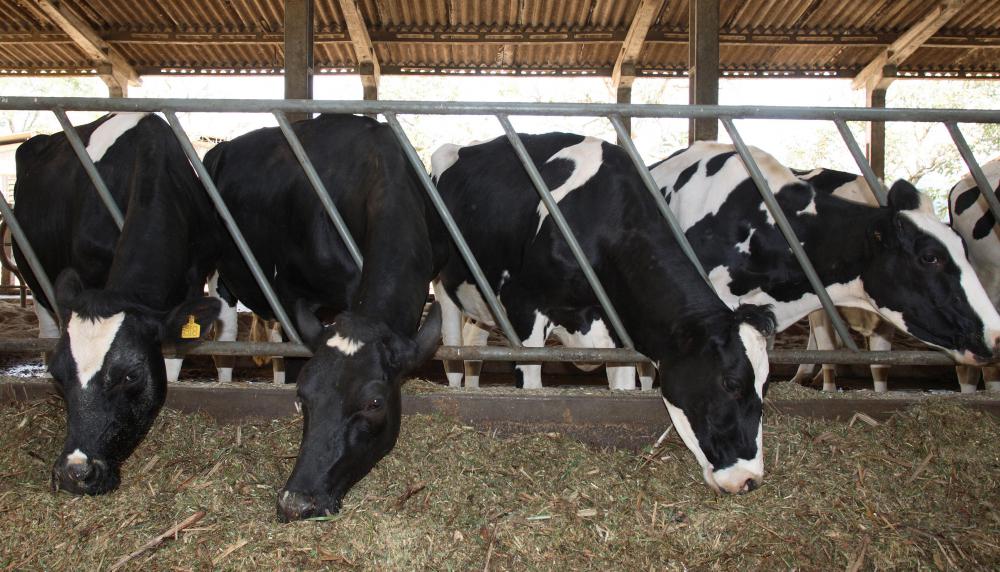 What is BGH? (with pictures)