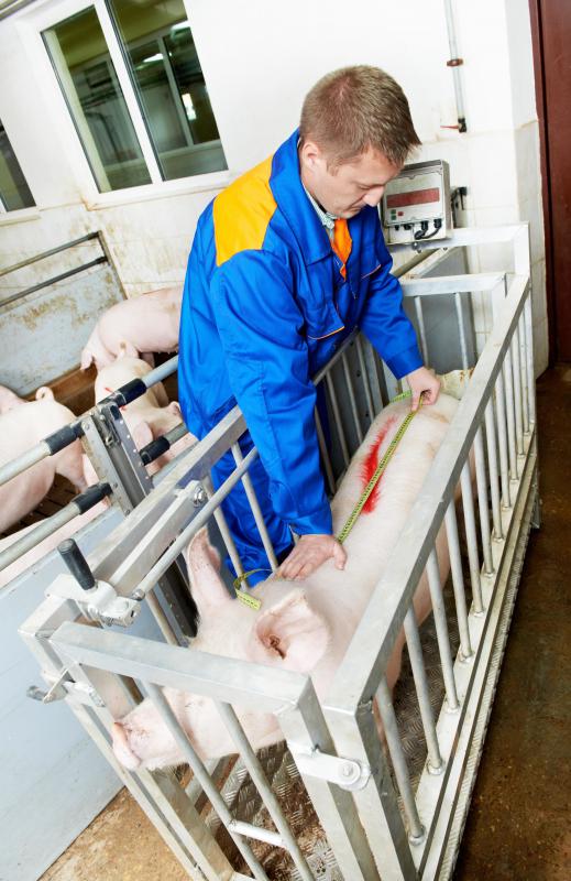 What is a Slaughter Plant? (with pictures)