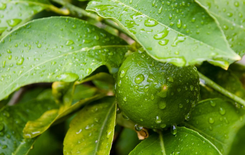 What are Some Different Types of Citrus Fruits? (with pictures)