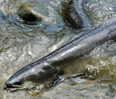 What is Uramaki? (with pictures)