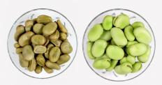 What are Fava Beans? (with pictures)
