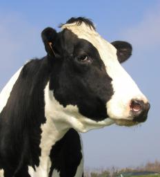 What does rBST Free Mean? (with pictures)