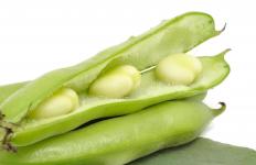 What are Fava Beans? (with pictures)