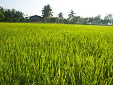 What is Jasmati Rice? (with pictures)