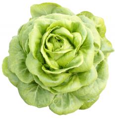 What is Bibb Lettuce? (with pictures)