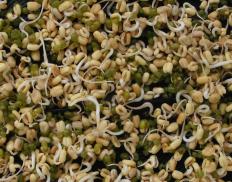 What are Bean Sprouts? (with pictures)