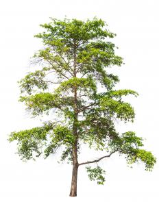 What is Quinine Water? (with pictures)