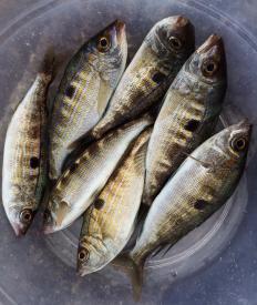 What are Fish Balls? (with pictures)