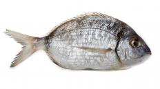 What is Sea Bream? Discover Delicious Fish Varieties & Recipes
