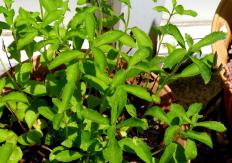 What is Stevia? (with pictures)