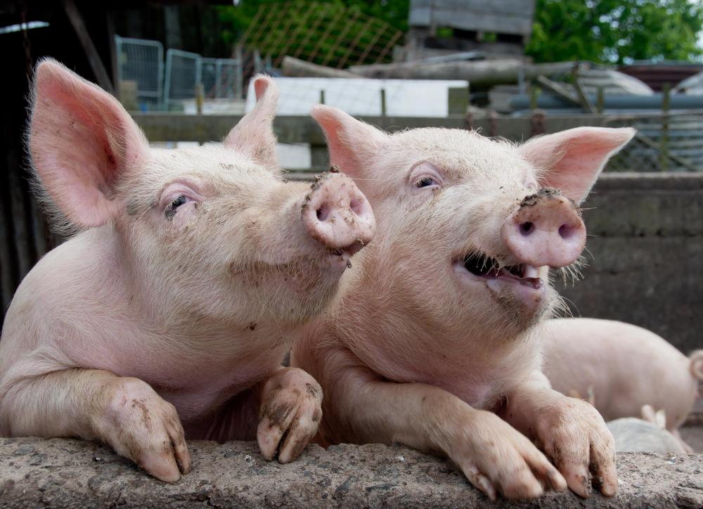 What is a Slaughter Plant? (with pictures)